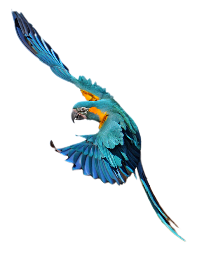 Home - Bird Recovery International