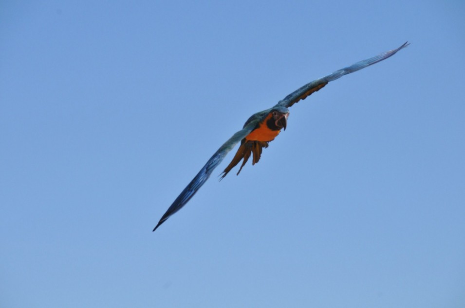 Gallery - Bird Recovery International