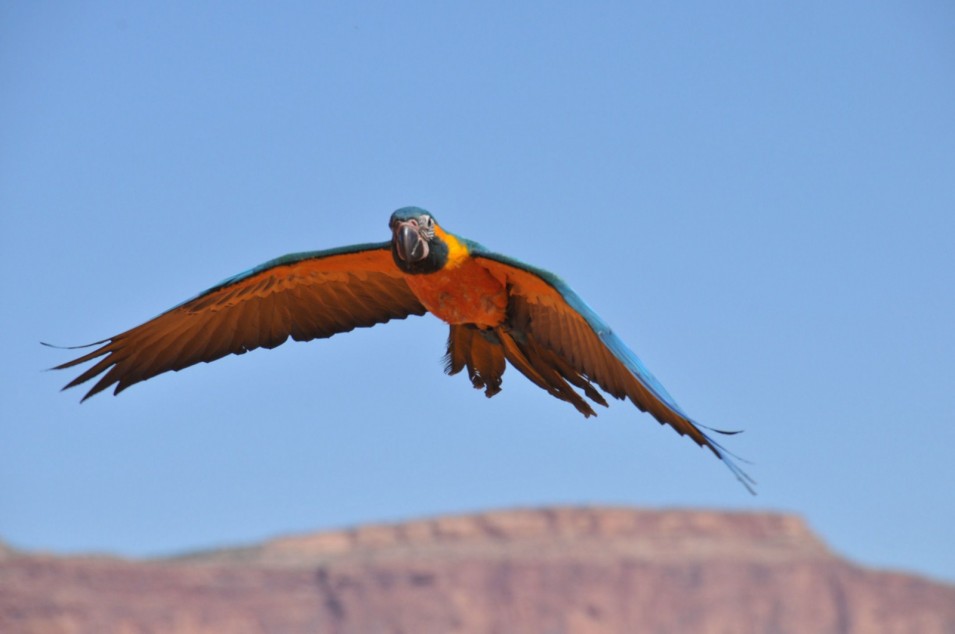 Gallery - Bird Recovery International