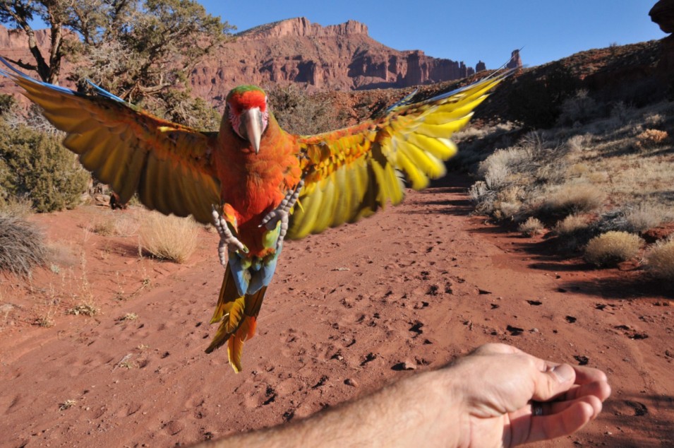 Gallery - Bird Recovery International
