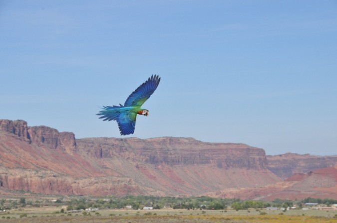 Gallery - Bird Recovery International