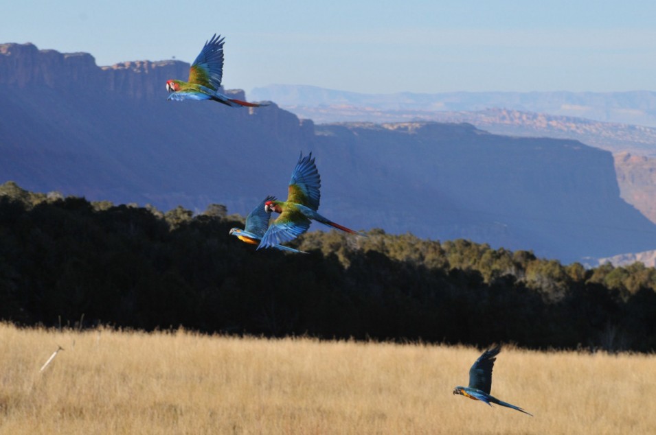 Home - Bird Recovery International