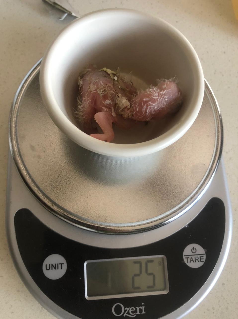 Beginning Progress - Bird Recovery International