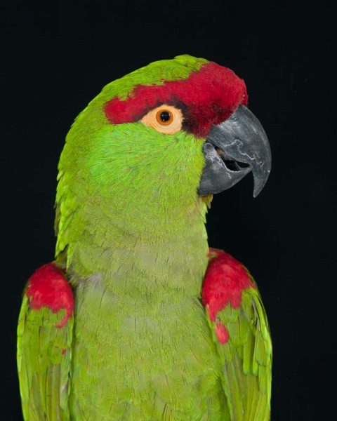 Thick Billed Parrot update 2-2022 - Bird Recovery International